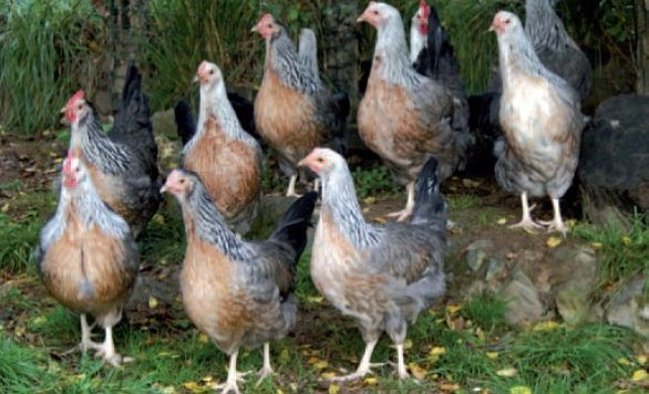 Agenzia Veneta per l'Innovazione nel Settore Primario - Avisp - Pollo 5 ...